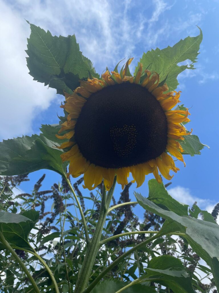 World Environment Day – Old Mill Surgery