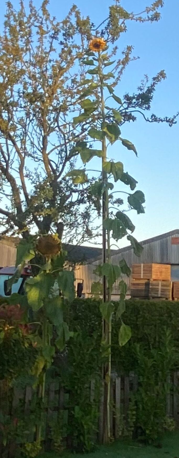 World Environment Day – Old Mill Surgery